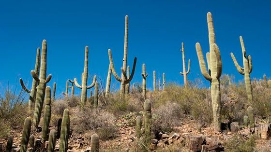 Environnement : plus le climat est sec, plus les plantes multiplient ...