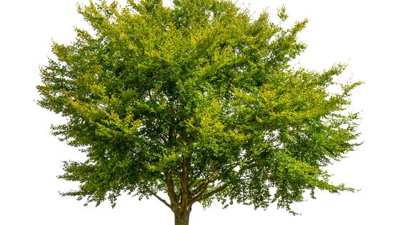 Evry-Courcouronnes (91) : le parc du lac s'agrandit sur une ancienne ...